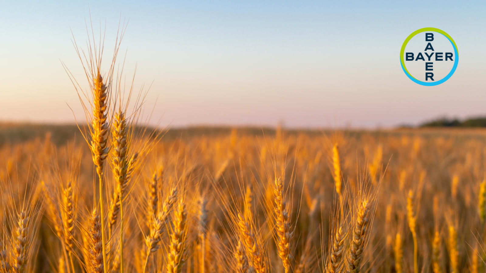 Bayer Crop Science | Projects | Kontra Agency